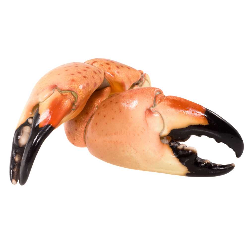 Fresh Florida Stone Crab Claws - Today Gourmet | High Quality Seafood ...